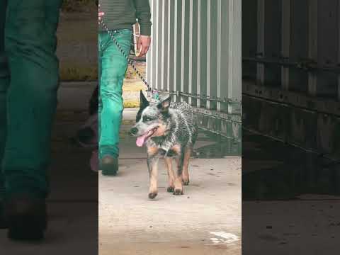 Pretty girls- ACD (Blue Heeler) puppies #australiancattledog #puppy #herdingdog #blueheeler