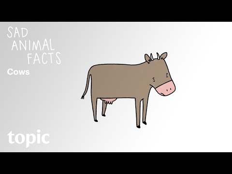Cows | Sad Animal Facts | Topic