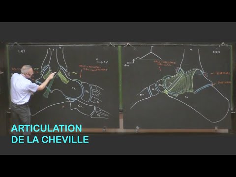 Anatomie de l'articulation de la cheville (Membre inférieur 9)