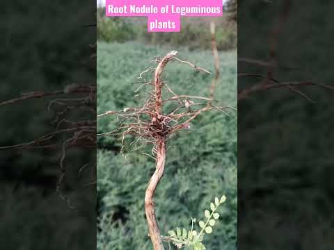 Root Nodules of leguminous plants | Biology Practically | #cell_academy #wardha #neet #neet_biology