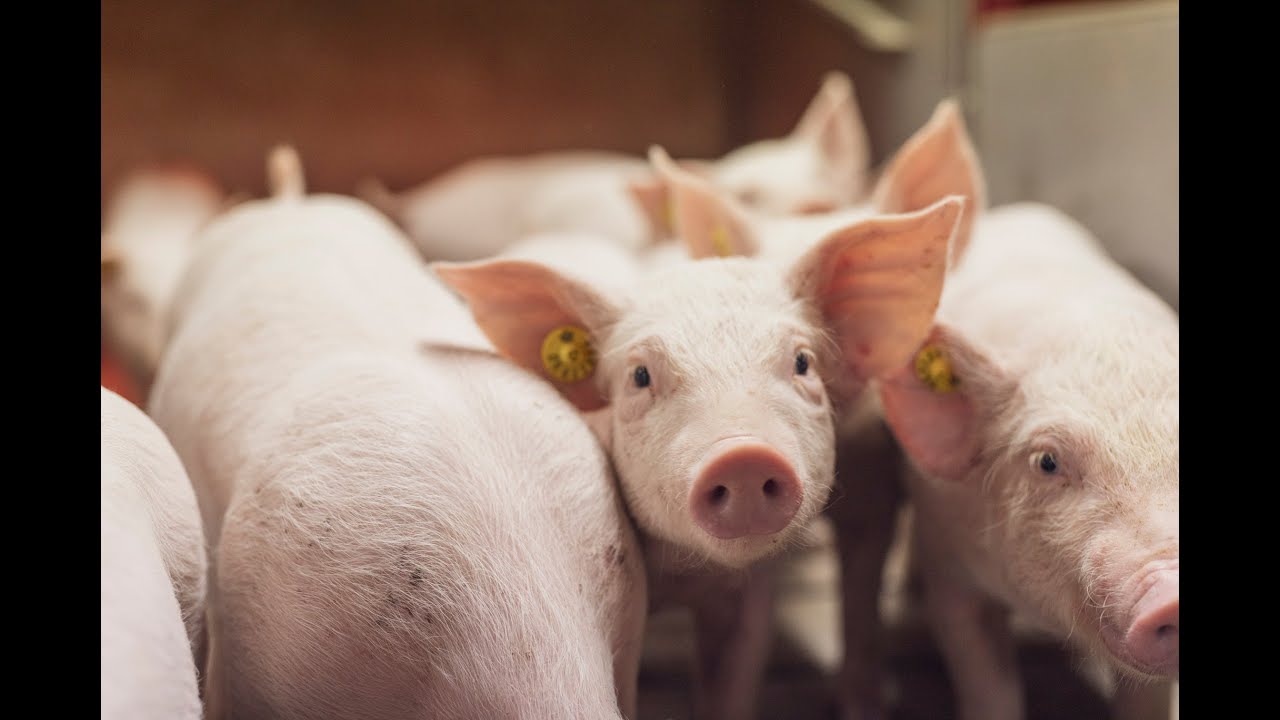 UK_Healthy_pigs Danish Genetics