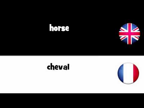 LEARN 1 FRENCH WORD = horse