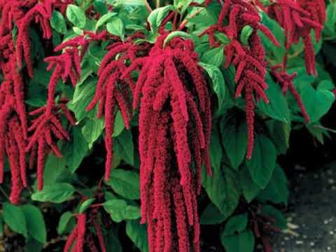 Health benefits of Amaranthus caudatus
