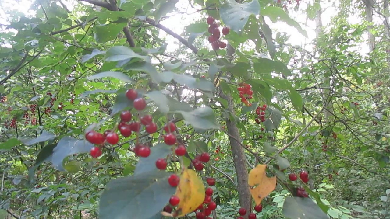 Tree ID: Chokecherry 2 Fruiting