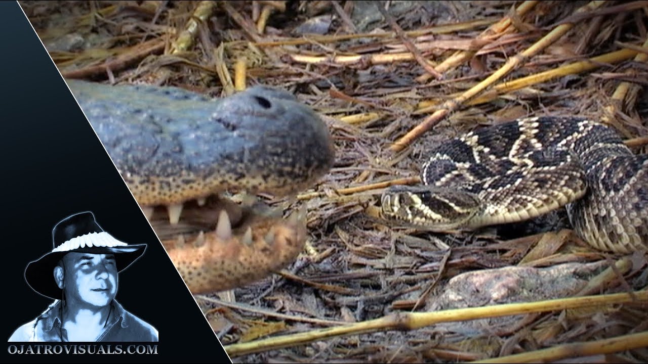 Alligator Eats Rattlesnake 01 Footage