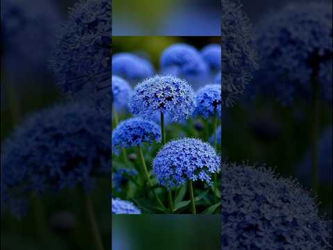 Blue Petals: Nature's Calming Gift