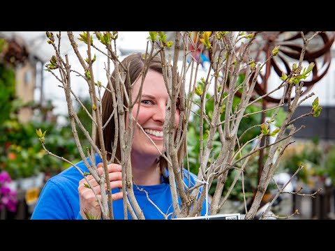 Learning About Lilac!