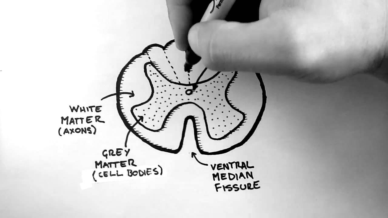 Spinal Pathways 1 - Spinal Cord Anatomy and Organisation