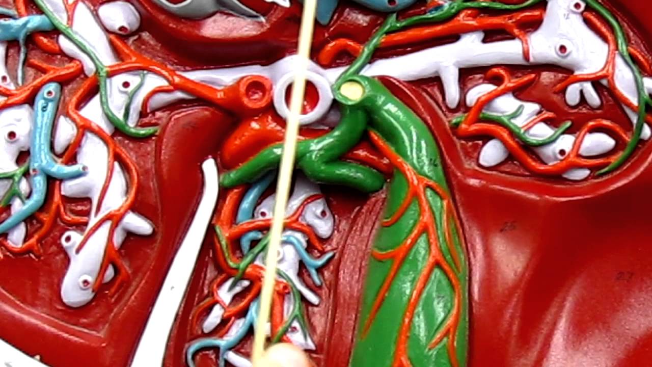 Liver Model- JBEAN