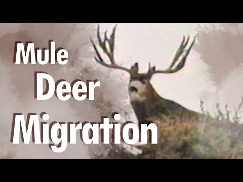 UNBELIEVABLE wildlife MIGRATION! - Story of Wyoming’s Mule Deer