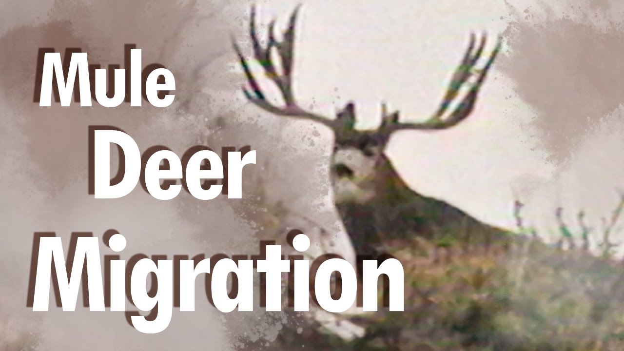 UNBELIEVABLE wildlife MIGRATION! - Story of Wyoming’s Mule Deer