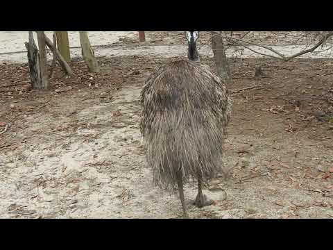 Emu, turkey, and peacock at Walkabout Wildlife Sanctuary | Birds in Sydney