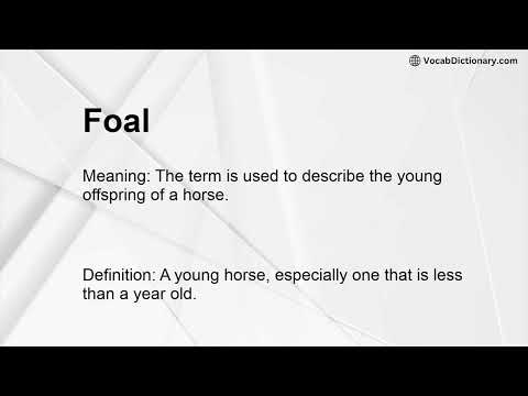 Foal Meaning