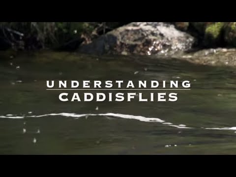 Understanding Caddisflies with Tom Rosenbauer