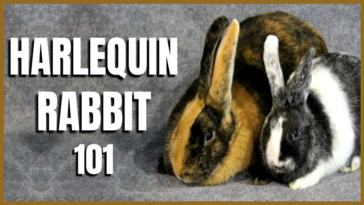 Harlequin Rabbit 101