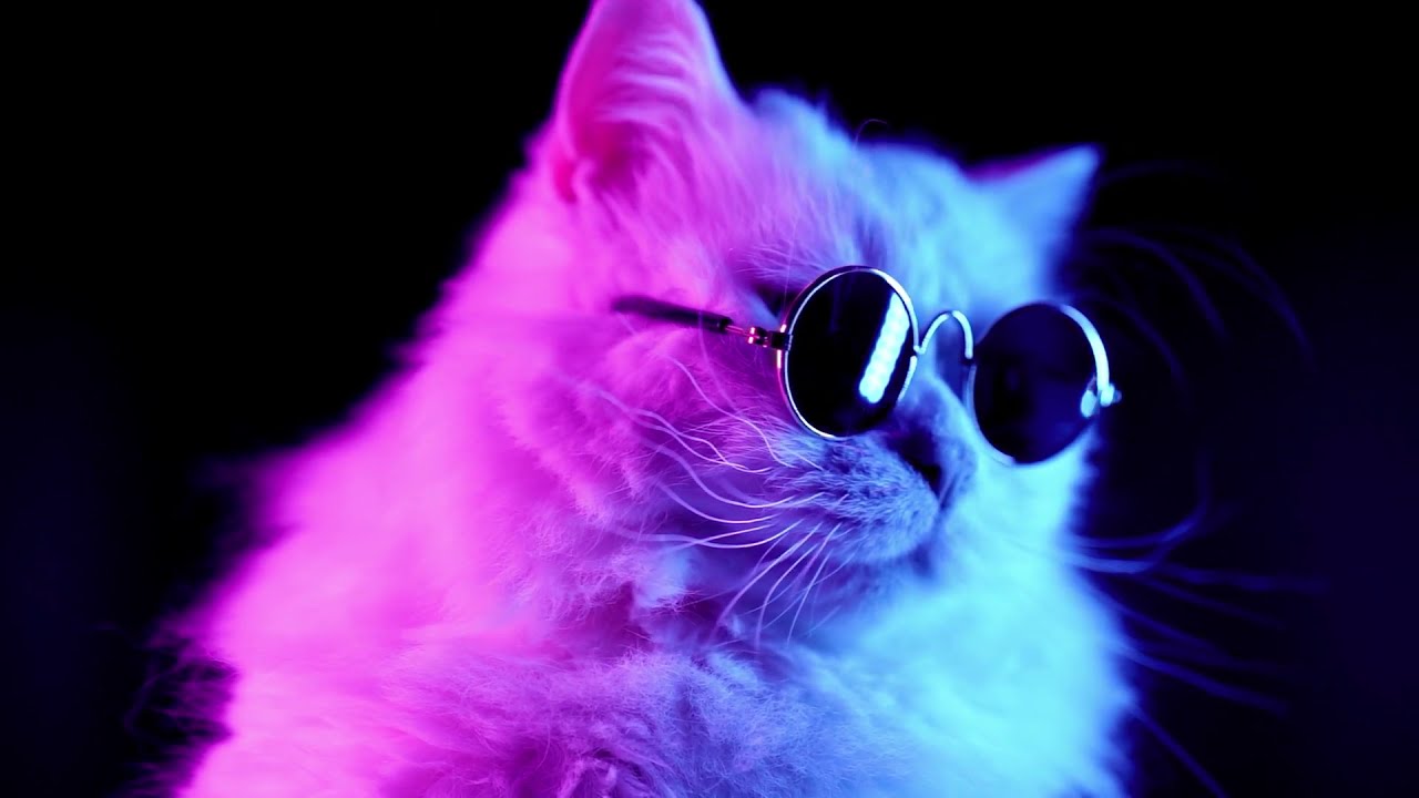 cat wallpaper live 4k