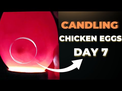 Candling Chicken Eggs - Day 7