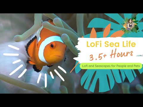 Relaxing Reptile, Cat, Dog and Bird TV - 3.5+ Hours of LOFI MUSIC & SEASCAPES