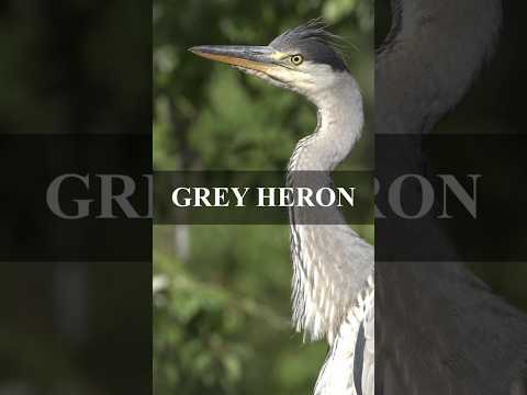 A Bird Paradise in the Heart of Tokyo! The Growth of a Grey Heron.