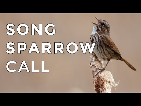 Song Sparrow Calls and Songs (2025) - Have you heard this bird before?