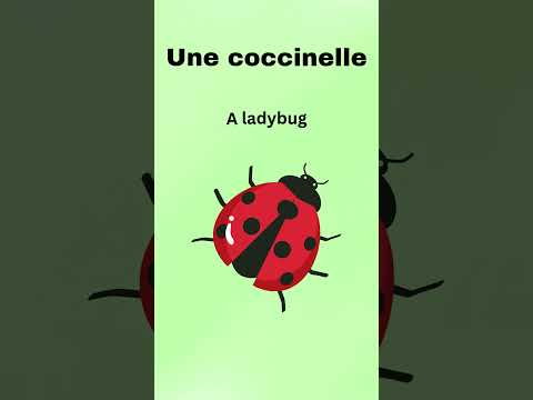 Learn 10 Insect Names in French