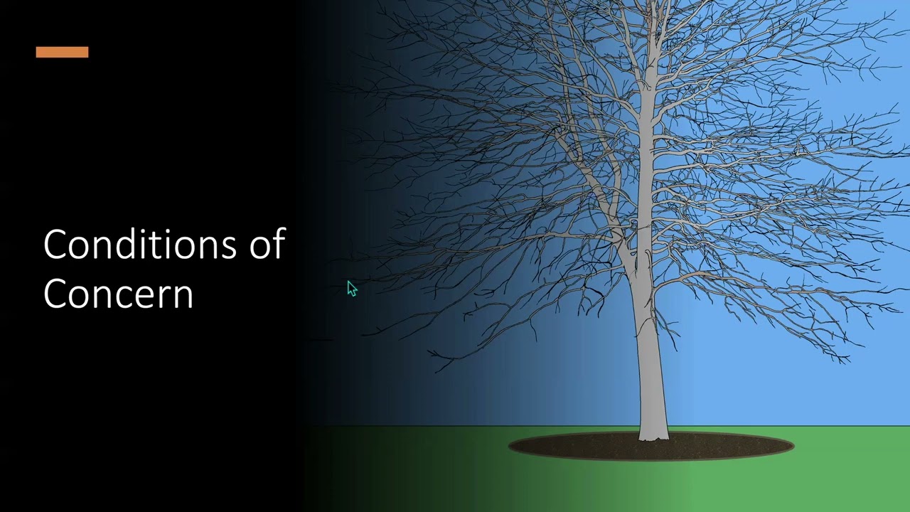 Prescription Pruning Perspectives