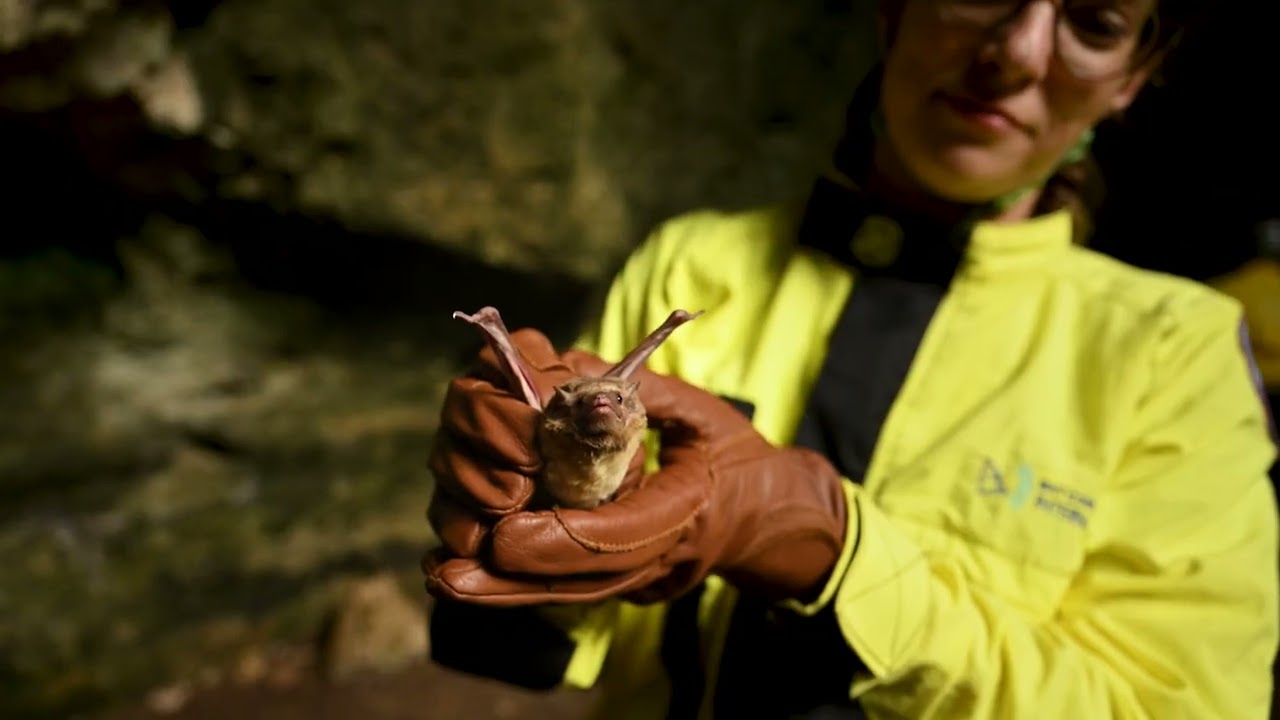 Bat Diversity Around the World