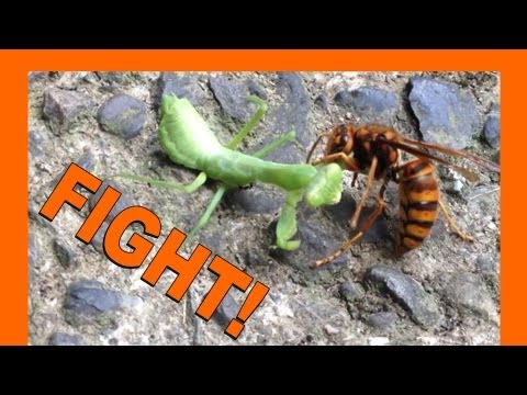 🐝 Suzumebachi VERSUS Praying Mantis - Real Japan Monsters 雀蜂とカマキリの戦い ***GRAPHIC CONTENT***