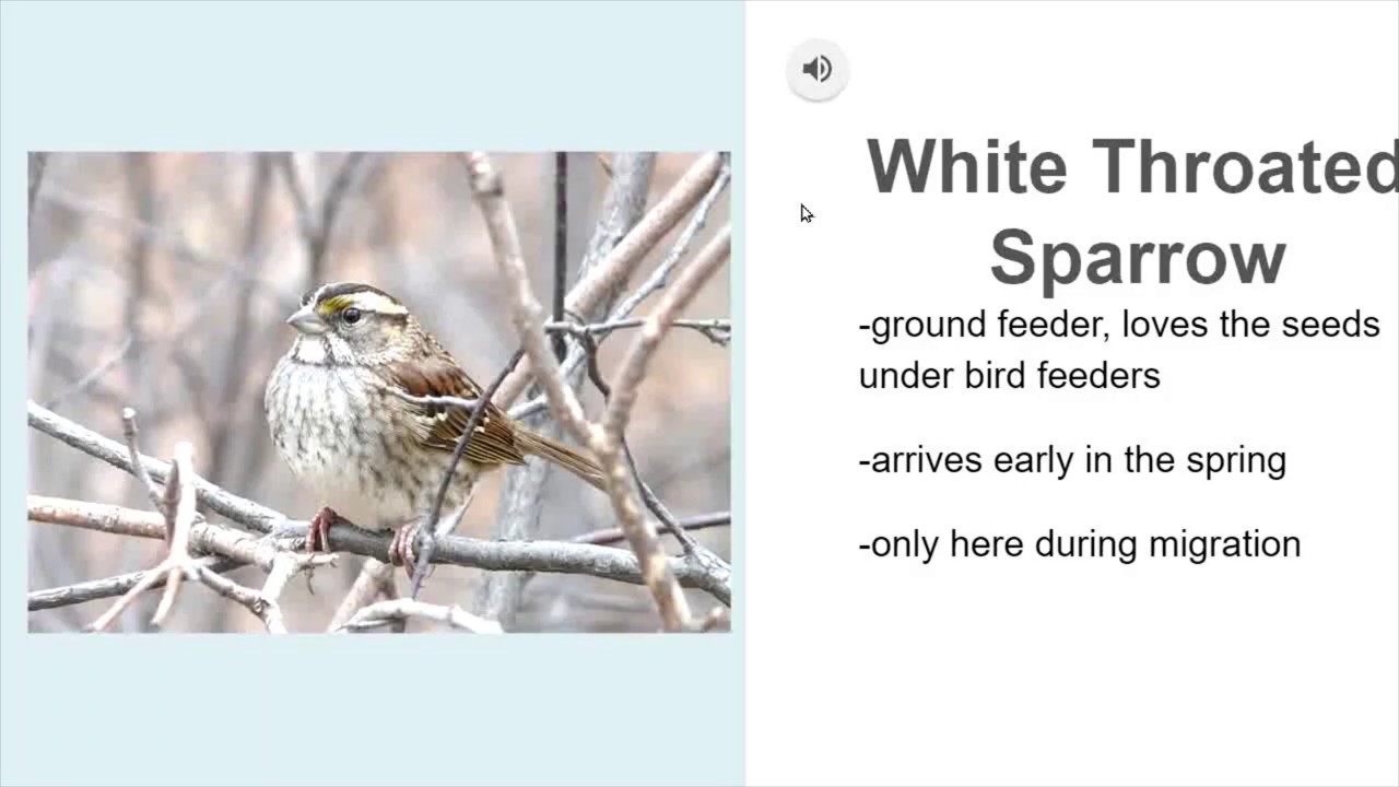 Bird Call Drawing Game – Toronto Field Naturalists