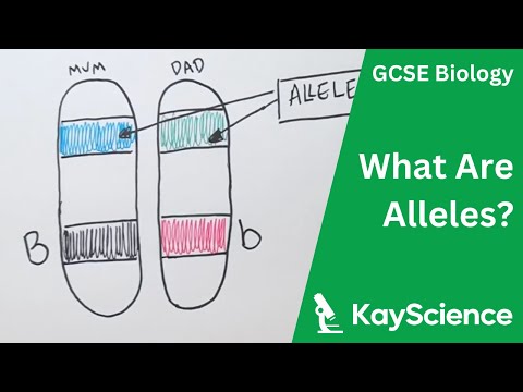 What Are Alleles - GCSE Biology | kayscience.com
