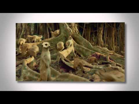 Vita di Pi - HD