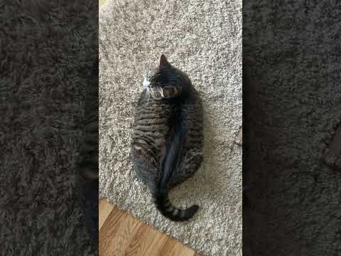 Goofy ah fat cat #memes #funny #audio #soundeffects #comedy #fries #hockey #frenchcuisine #nhl