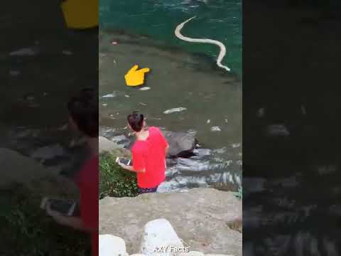 😱 पानी में घुसा साँप 🐍 Snake in the Water 😳😲 #shorts