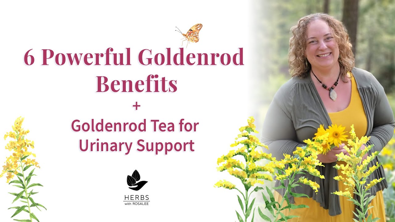 Goldenrod Benefits: Medicinal Uses of Goldenrod Plant | Solidago