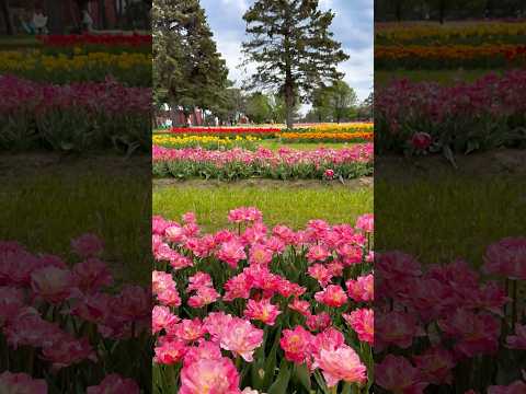 Over 5 Million Tulips At Veldheer Tulip Garden In Holland, Michigan 🌷Tulip Time 2024