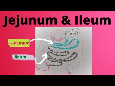 Jejunum and Ileum | Part 2 Small intestine