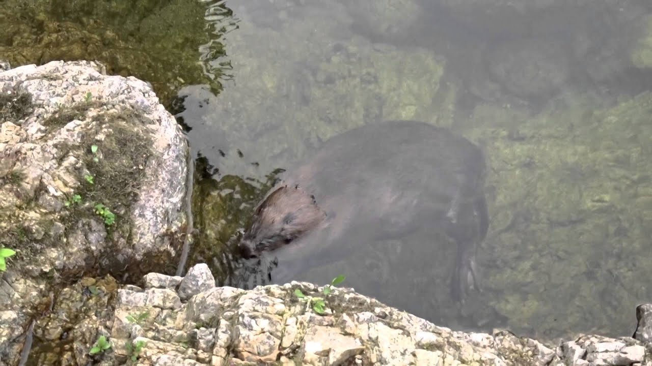 castor sur la haute Ardèche