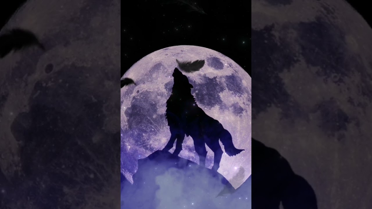 Amazing Beautiful 4D night Wolf video wallpaper