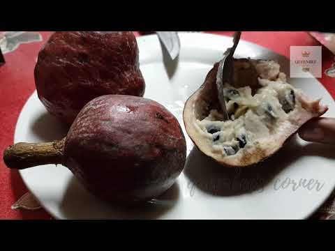 EATING ANONAS FRUIT