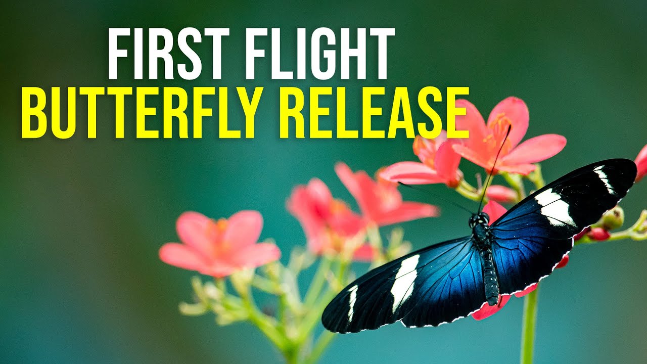 First Flight Butterfly Release