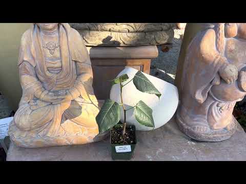 ☮️ 🌲 Ficus religiosa "Bodhi Tree" or "Sacred Tree"