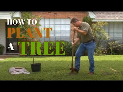 How to Plant a Tree in your Yard