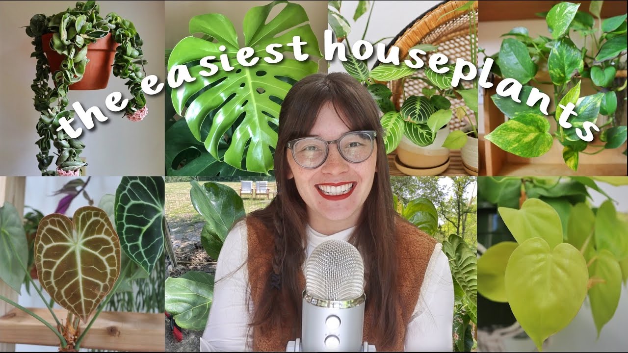 The Easiest Houseplants from Each Genus | houseplant genus deep dive