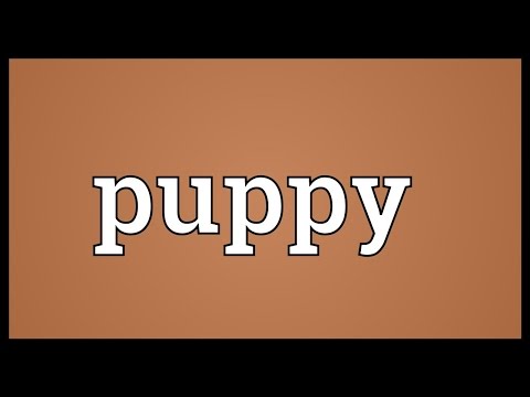 Puppy Meaning