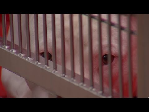 ‘Financial state is unsustainable:’ SPCA of Brevard reduces animal intakes, lays off some staff