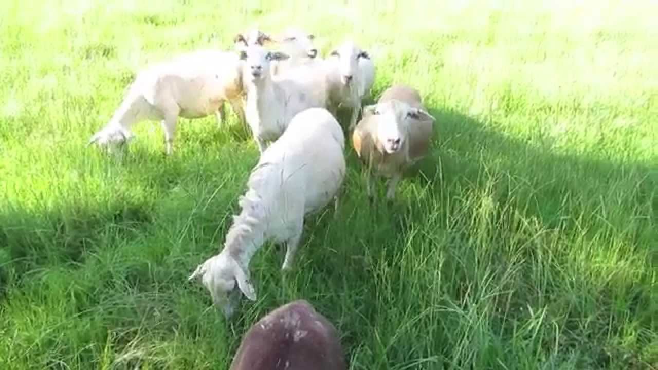 Fecal Egg Counting for Sheep and Goat Producers