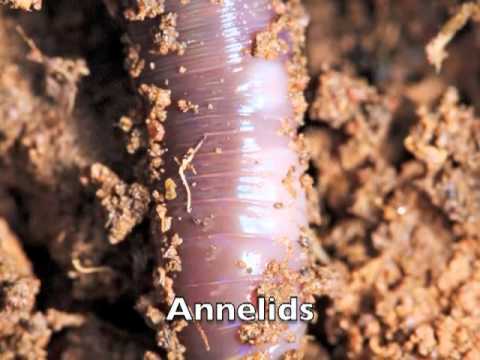Invertebrates