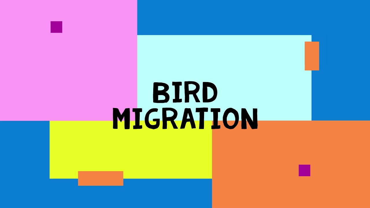 Bird Migration (G6U3C3)