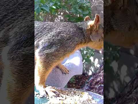 10.11.24 FeatherSnap Visitors Short8 - #FeatherSnap #Birdfeeder #squirrel #nature #Wildlife
