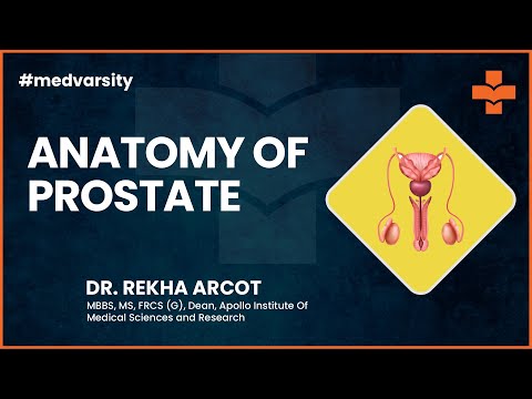 Anatomy of Prostate | Medical Case Discussion